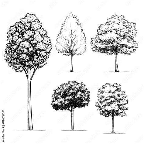 Architectural Drawings Minimal Style Cad Tree Line Drawing Side View