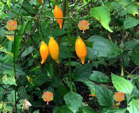Tabernanthe Iboga Plant Natures Sacred T For Healing