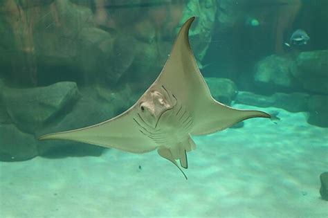 Premium Ai Image D Koi Carassius Auratus Aquarium Fish Feed Aquarium