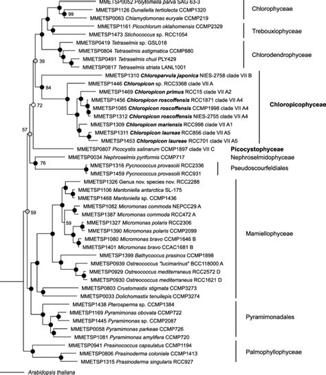 Maximum Likelihood Ml Phylogenetic Tree Based On A Concatenated
