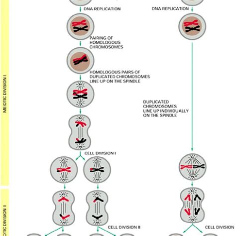 The Catalytic Cycle Of Dna Topo Ii The Atpase Domains Of Topo Ii Are Download Scientific