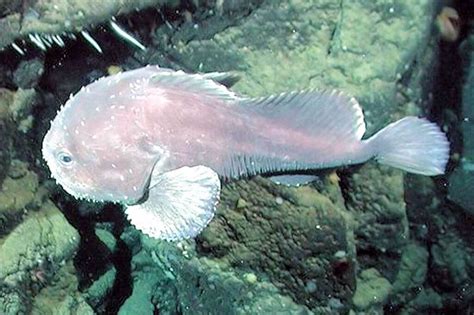 BLOB FISH Everything About Fish