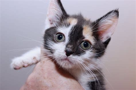 CUTE CALICO KITTEN