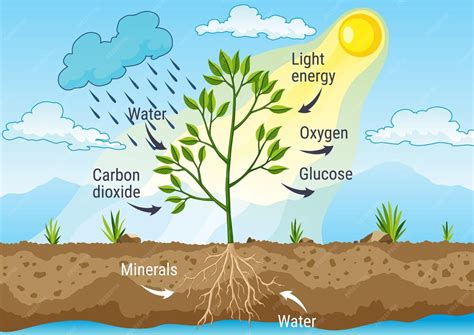 Premium Vector Photosynthesis As A Process Of Tree Produce Oxygen