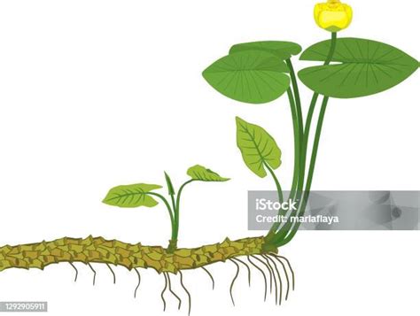 녹색 잎 노란 꽃과 흰색 배경에 고립 된 뿌리 줄기가있는 노란 수련 식물 0명에 대한 스톡 벡터 아트 및 기타 이미지 0명 건축물 관목 Istock