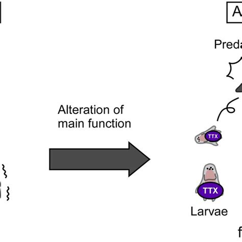 Alteration Of The Primary Function Of Ttx In The Flatworm Planocera