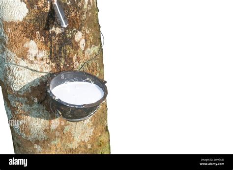 Rubber Tree Providing Great Yield Of Natural Rubber Latex Tapped Or Extracted From Rubber Tree