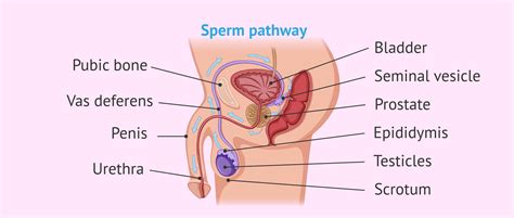 Male Reproductive System