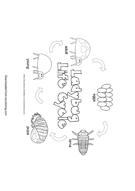 Life Cycle Coloring Page Coloring Pages