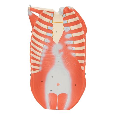 Complete Dual Sex Muscular Figure B55 1019231 Muscle Anatomy Model