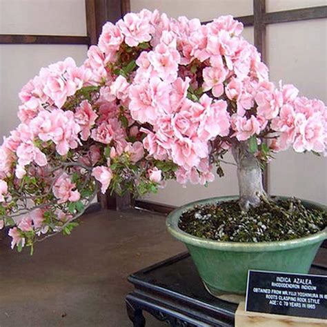 Cherry Blossom Bonsai Seeds