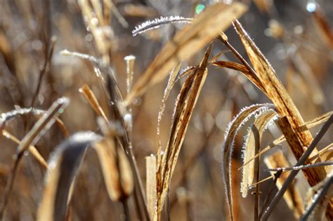 Brown Grass Imagery Of Light