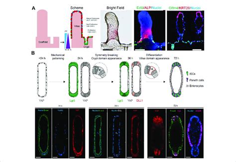 Geometry Guided Morphogenesis Of Intestinal Organoids A In Vitro