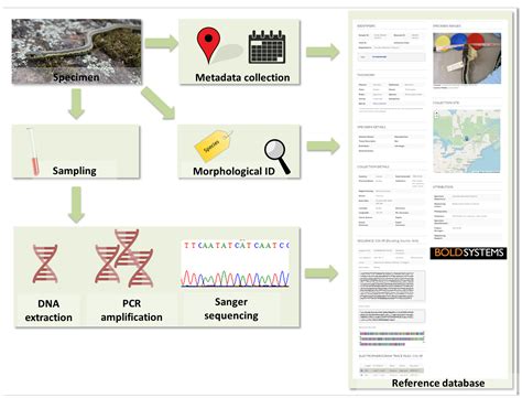 The Use Of DNA To Identify Species An Overview And Simple Guide To Environmental DNA Protocols