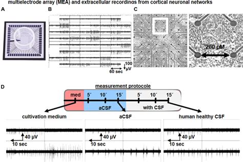 Microelectrode Array Recordings Of Neuronal Culture To Study The Download Scientific Diagram