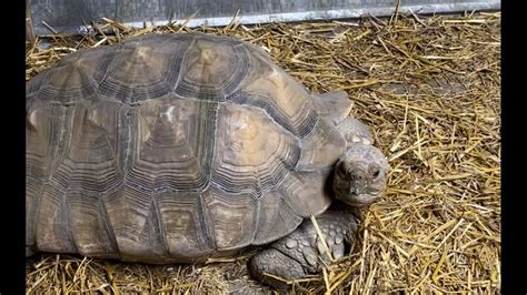 spike s world is live sleepstream sleepsounds turtles 🐢🐢🐢🐢🐢🐢🐢 youtube