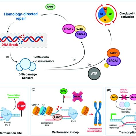 Atr Protects The Genome Against Dna Damage Upon R Loop Formation And