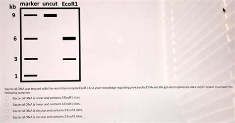 Marker Uncut Ecor1 Kb 9 6 3 1 Bacterial Dna Was Treated With The Marker Uncut Ecor1 Kb 9 6 3 1 Bacterial Dna Was Treated With The