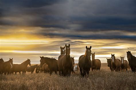 Art Of The Cowgirl Oklahoma Gathering Phyllis Burchett Photography