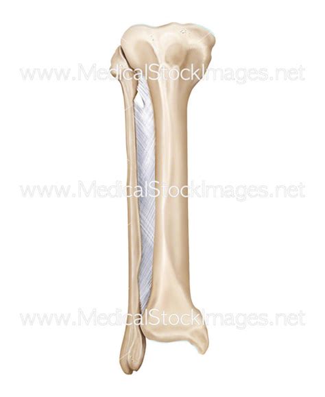 Tibia And Fibula Bones With Interosseous Membrane Medical Stock