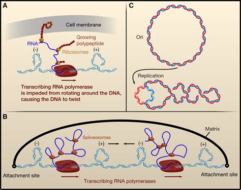 Cellular Strategies For Regulating Dna Supercoiling A Single Molecule Perspective Cell
