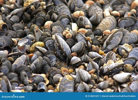 The Blue Mussel Mytilus Edulis Stock Image Image Of Natural