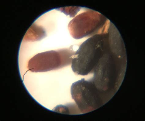 Wdo Termite And Organic Growth Prorite Home And Building Inspections