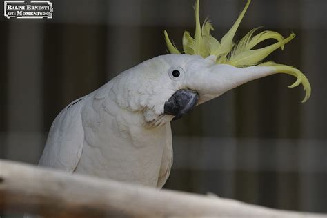 Birds Tassie Zoo Sulphur Crested Cockatoo Sony Alpha Forums