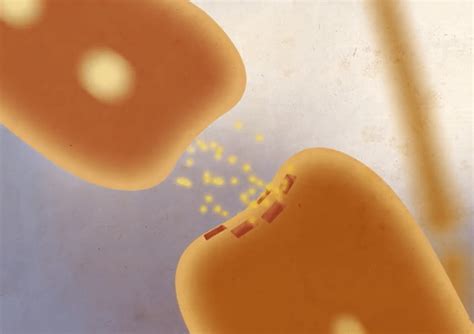 2 Illustration Of Action Impulse From A Presynaptic Neuron Activating