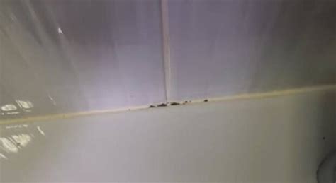 Як видалити цвіль з герметика у ванній Читайте на Ukr Net