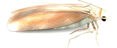 Controlling Moth Infestations With Insecticides