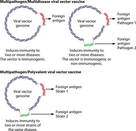 Multivalent And Multipathogen Viral Vector Vaccines Clinical And Vaccine Immunology