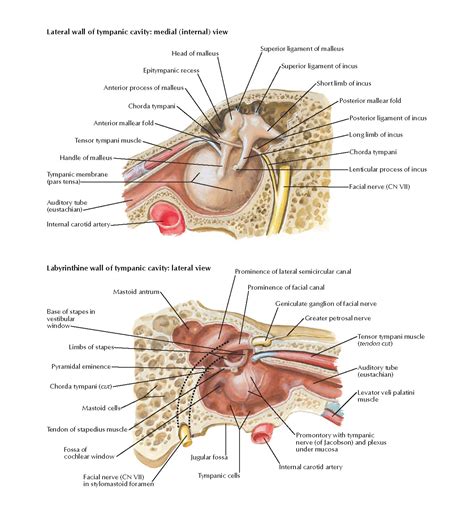 Tympanic Cavity Anatomy Pediagenosis