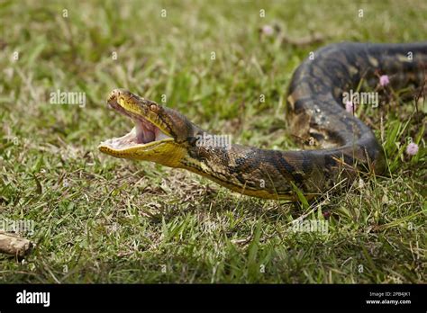 Reticulated Python Reticulated Pythons Other Animals Reptiles