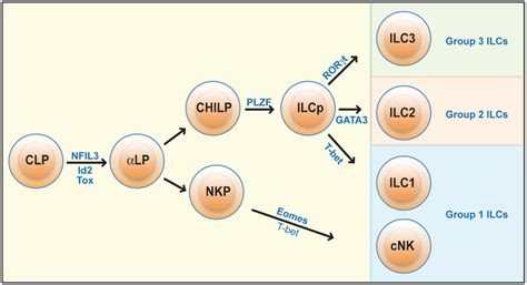 Frontiers Ilc1s In Tissue Inflammation And Infection Immunology
