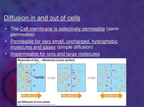 Membrane Transport Chapter Ppt Download