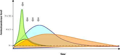 Enzymes In Liver Assessment Of The Relationship Of Serum Liver Enzymes