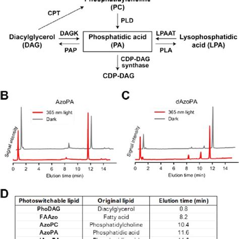 Characterization Of Cellular Uptake And Metabolism Of Azopa And Dazopa
