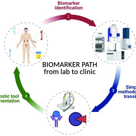 Schematic Representation Of The Biomarker Pathway From The Laboratory