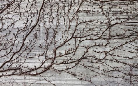 Vines Stretching Out Like Tree Roots Stock Image Image Of Freezing Winter 272035763