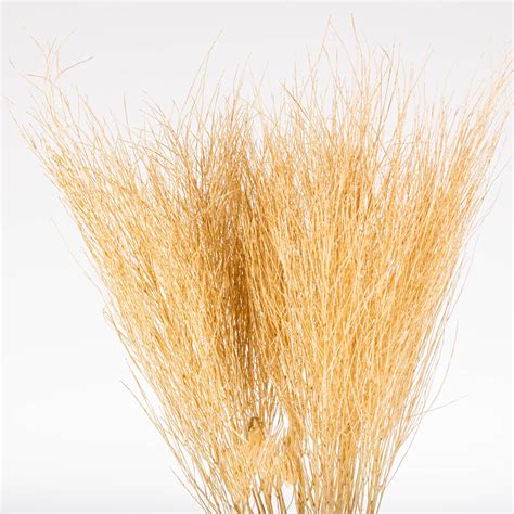 Rama Grass Belinda Flowers