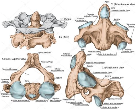 Didactic Board Cervical Spine Vertebral Morphology Second Cervical