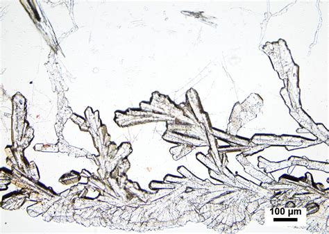 Microscope Microscope What Do You See