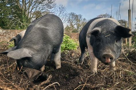 Transporting Pigs: Tips and Considerations for Moving Hogs Safely