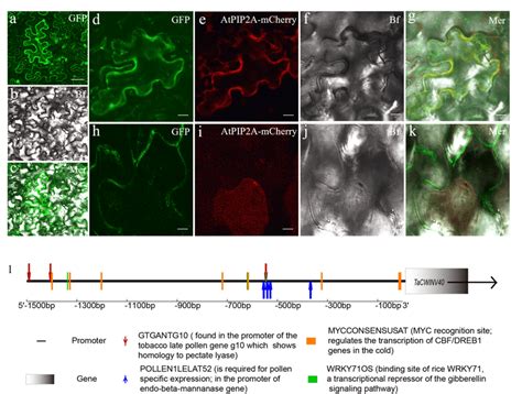 Protein Subcellular Localizations And Promoter Cis Elements Of Download Scientific Diagram