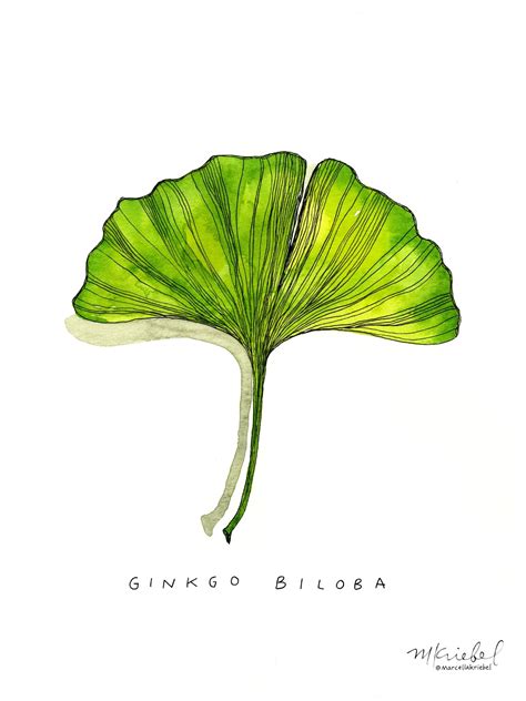 Ginkgo Biloba Leaf Drawing