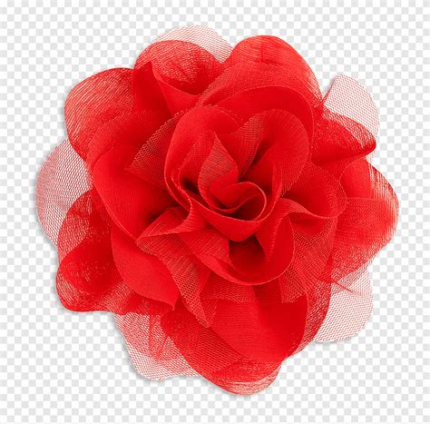 بتلات زهور الورد، بتلات الورد زهرة وردة النظام Png