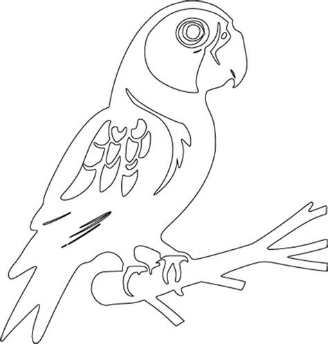 Premium Vector Beautiful Parrot Sketch