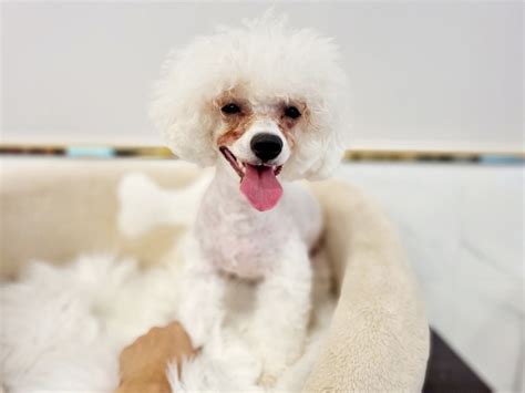 비숑프리제 복순이 토이브리티쉬숏헤어입양 토이스코티쉬폴드입양 토이러시안블루입양 토이강아지입양 토이고양이입양 오드아이먼치킨무료분양