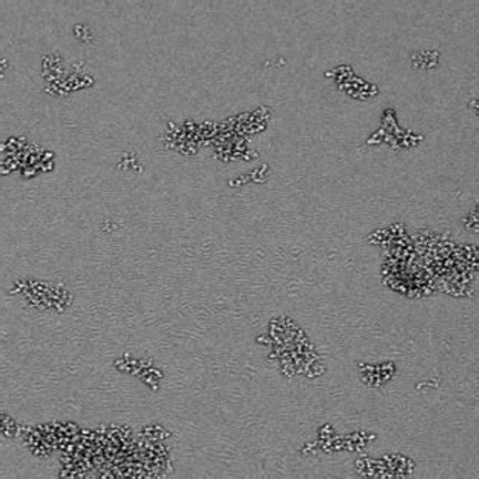 Scanning Electron Micrograph Showing Morphological Appearance Of Download Scientific Diagram